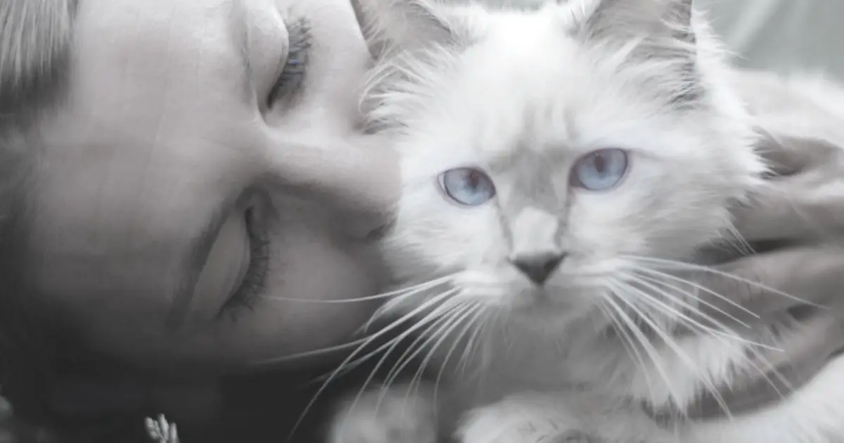 How to Help a Friend with a Missing Cat - Cat About The House