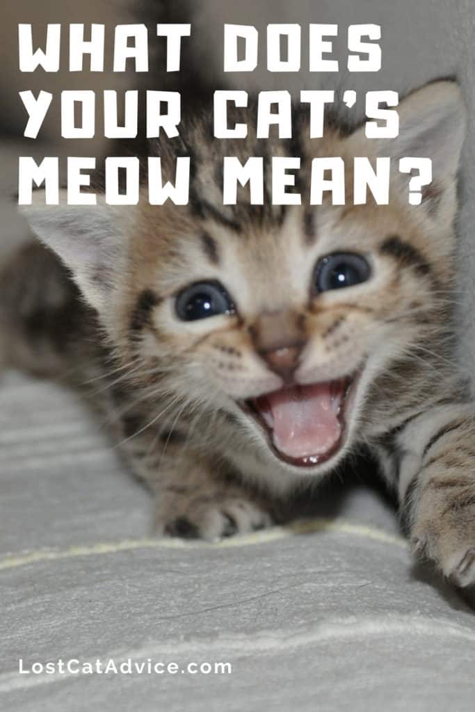 Cat Meow Meanings | The Meaning of your Cat's Meow - Cat About The House