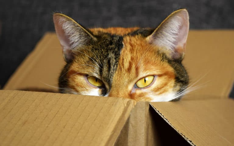 Why do Cats Disappear for Days at a Time? - Cat About The House