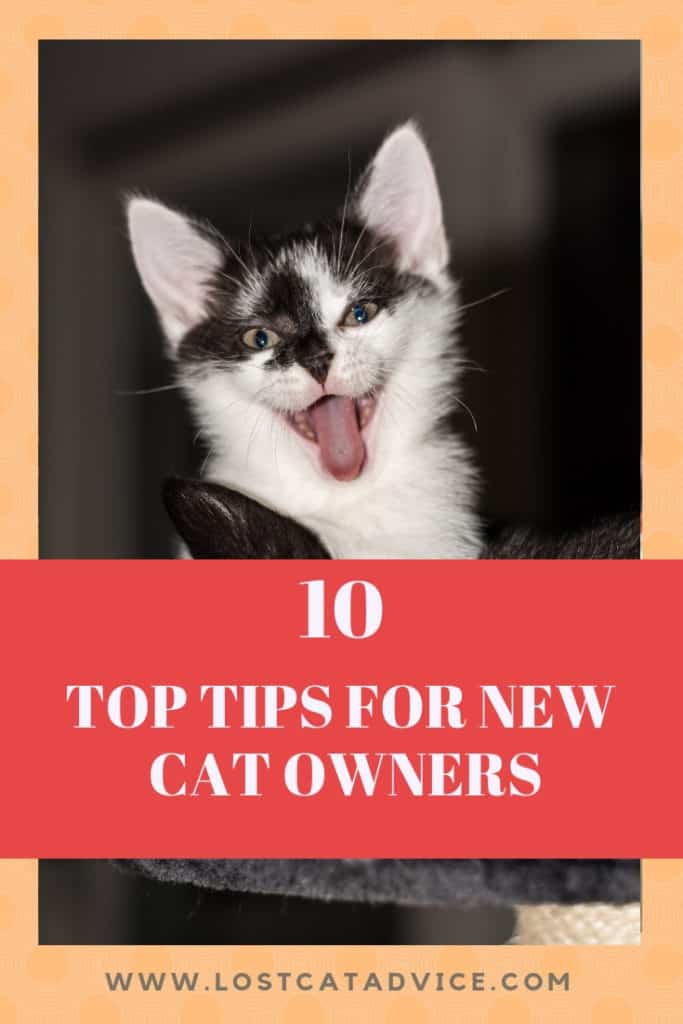 Tips for New Cat Owners - What you Need to Know - Cat About The House