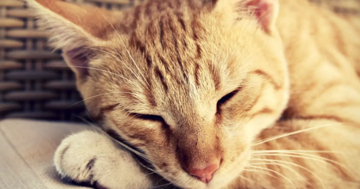 9 Ways to Prevent your Cat from Going Missing - Cat About The House