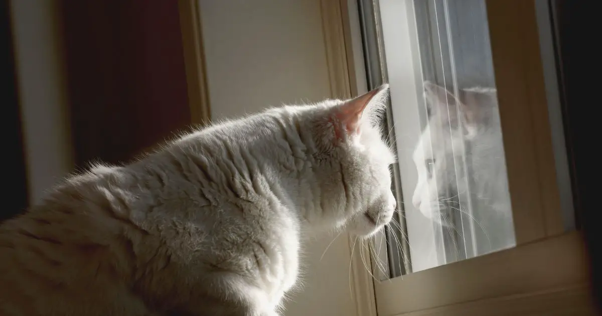 How To Stop Cats Jumping Out The Window - 6 Tips For Owners
